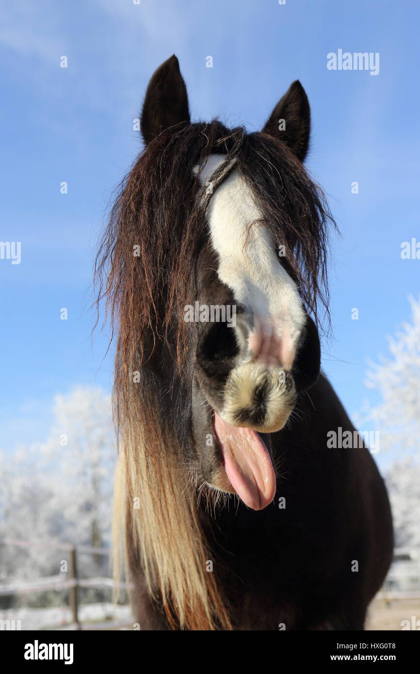 Gypsy Vanner Horse. Portrait of mare in winter, yawning. Germany Stock ...