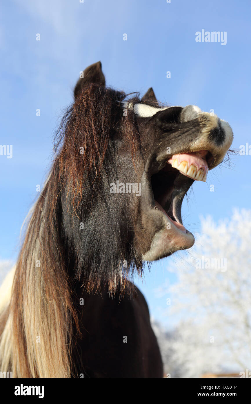 Gypsy Vanner Horse. Portrait of mare in winter, yawning. Germany Stock ...