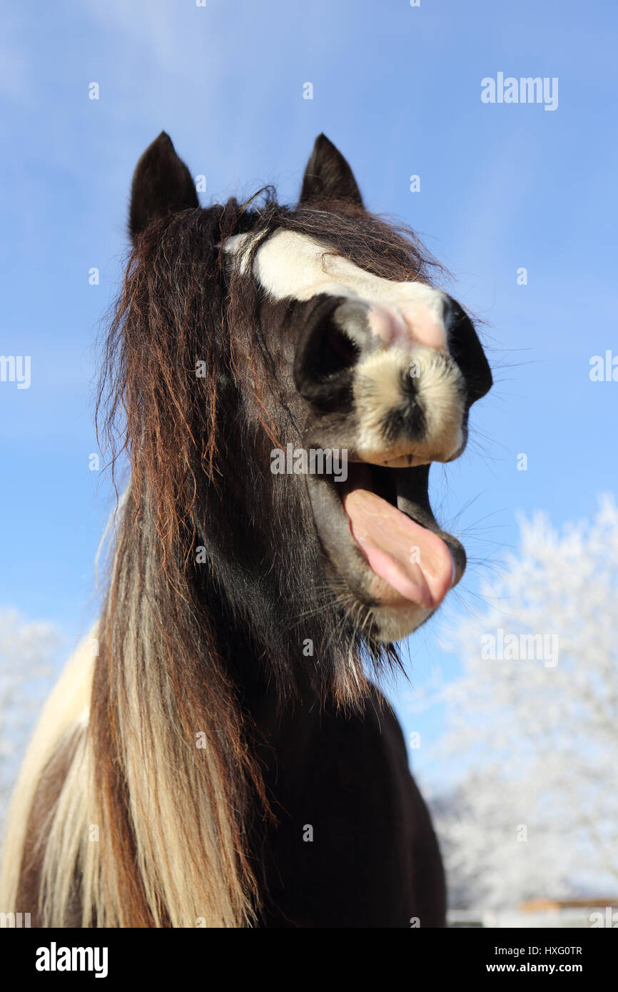 Gypsy Vanner Horse. Portrait of mare in winter, yawning. Germany Stock ...