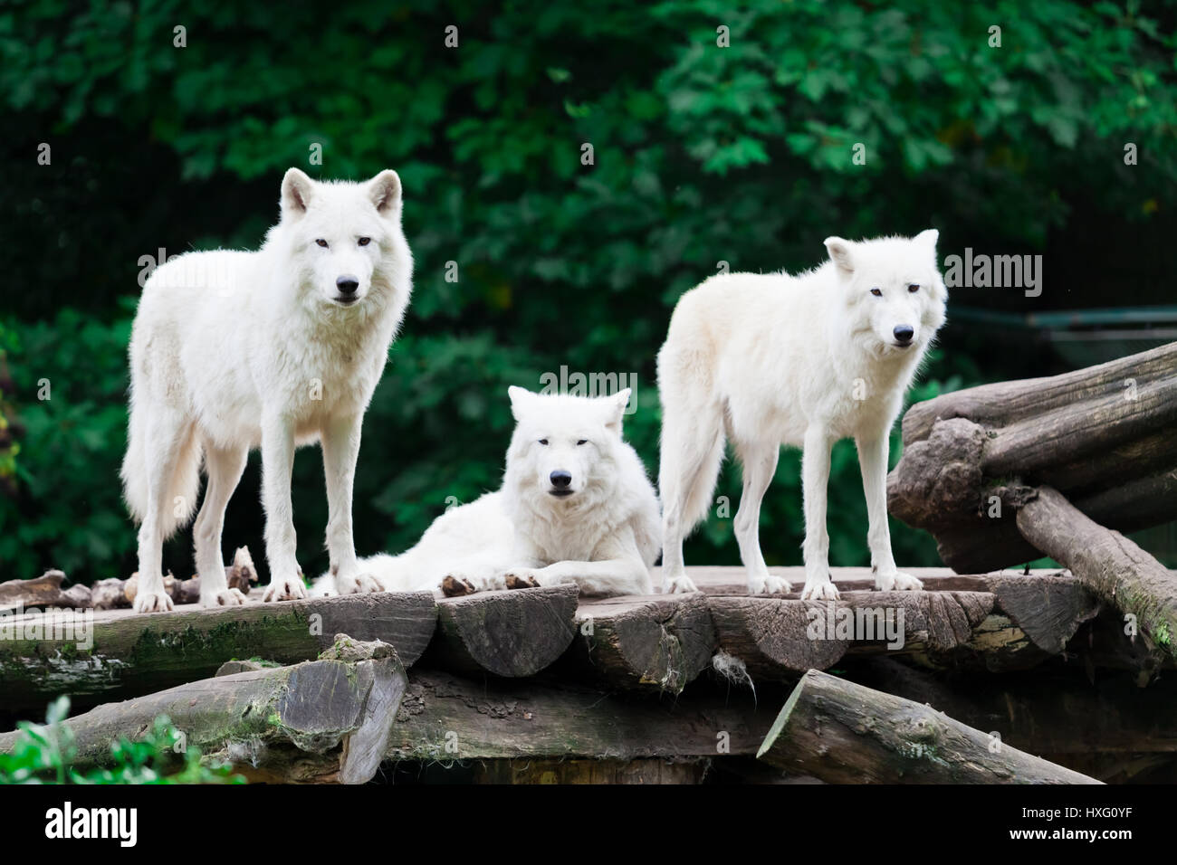 Wolves family hi-res stock photography and images - Alamy