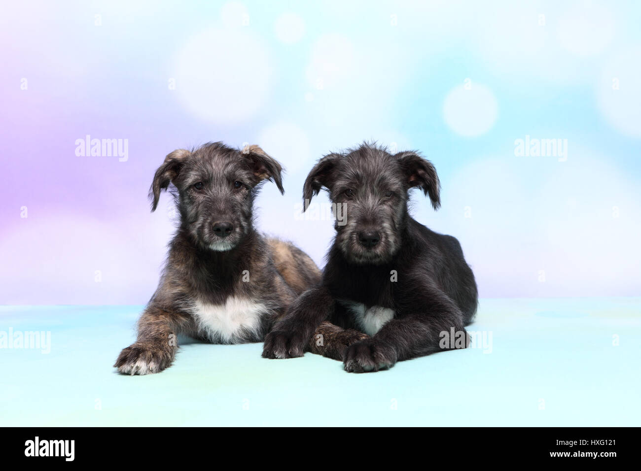 Blue Irish Wolfhound Puppies