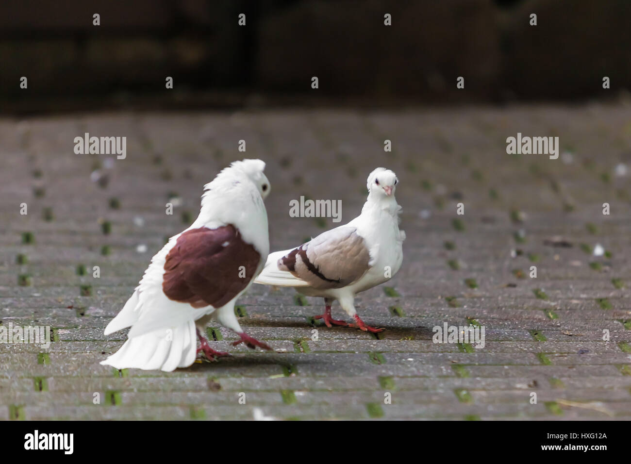 Loving doves hi-res stock photography and images - Alamy