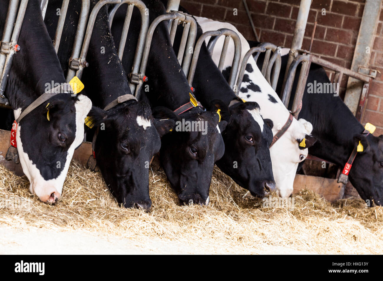 cows in a farm. Dairy cows in a farm Stock Photo - Alamy