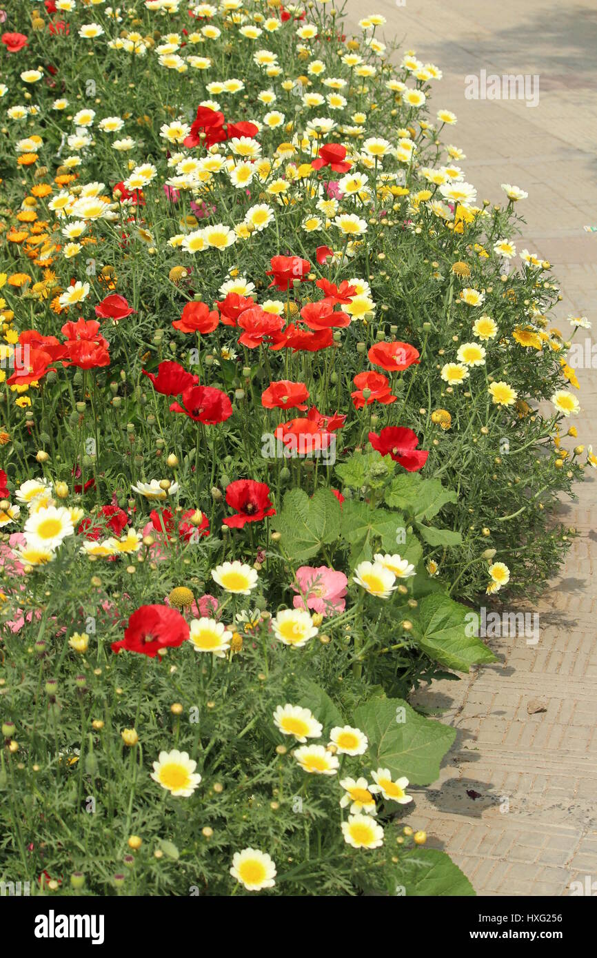 Colorful spring flowers at Japanese Park, Rohini, New Delhi Stock Photo ...