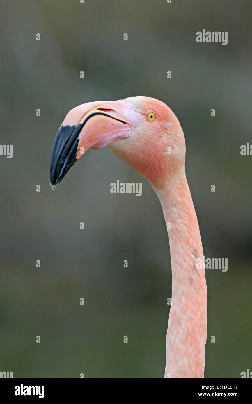 Greater Flamingo portrait taken in the Camargue France Stock Photo - Alamy
