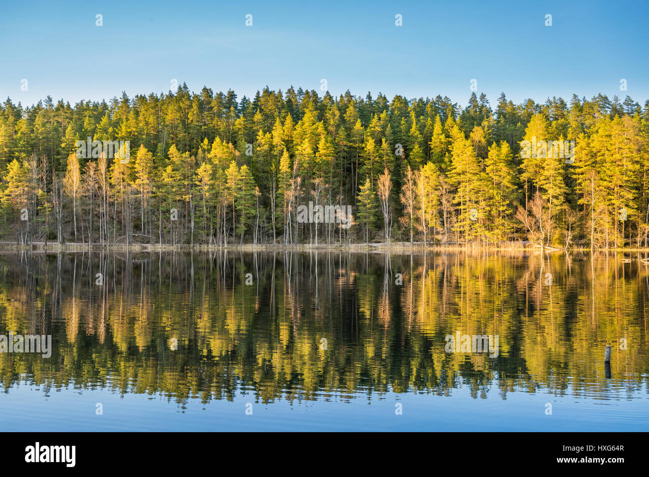 VIEW OF A SCANDINAVIAN PINE AND BIRCH FOREST AND LAKE WITH WARM EVENING ...