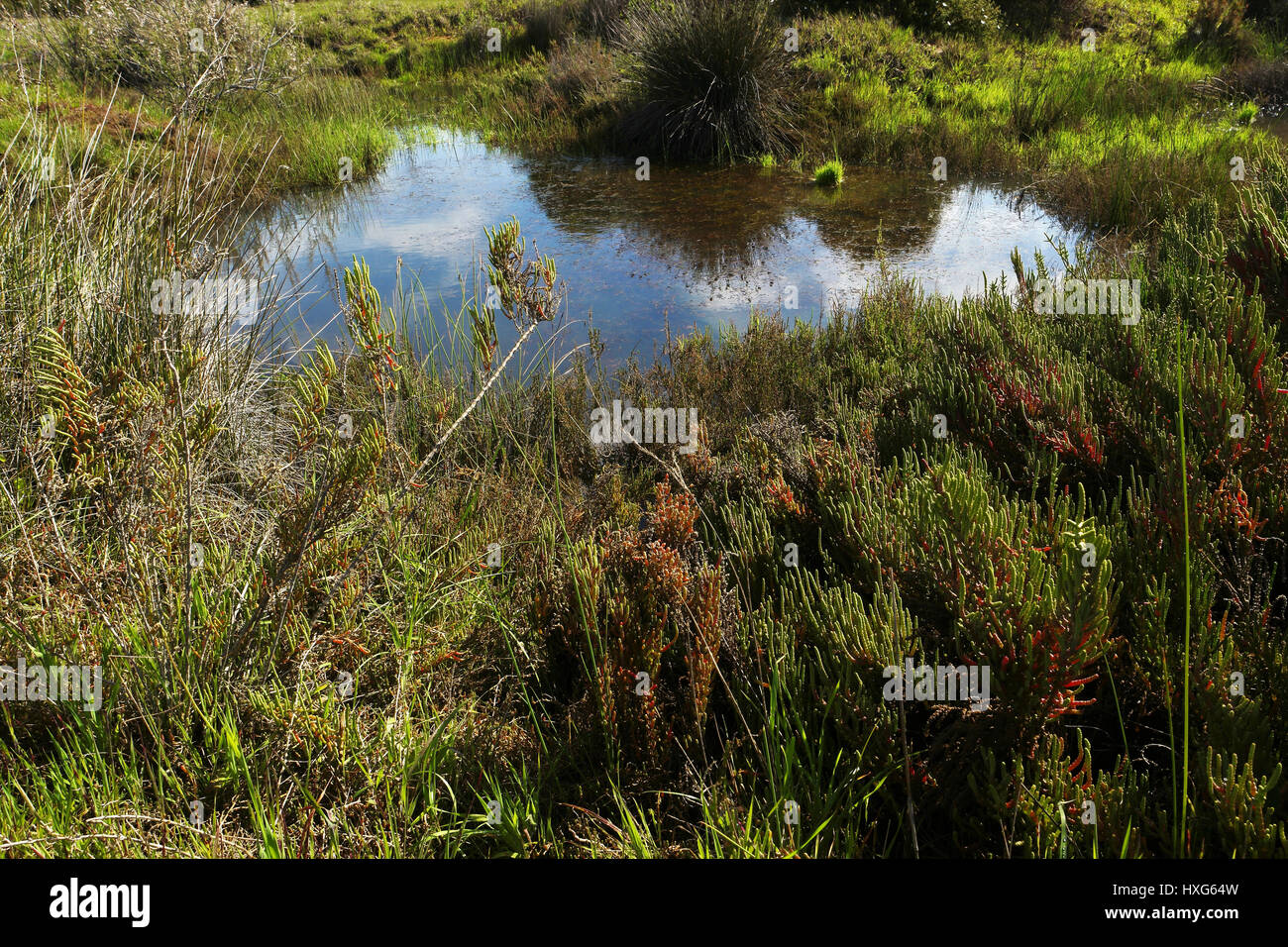 Small lake in natural park Stock Photo - Alamy
