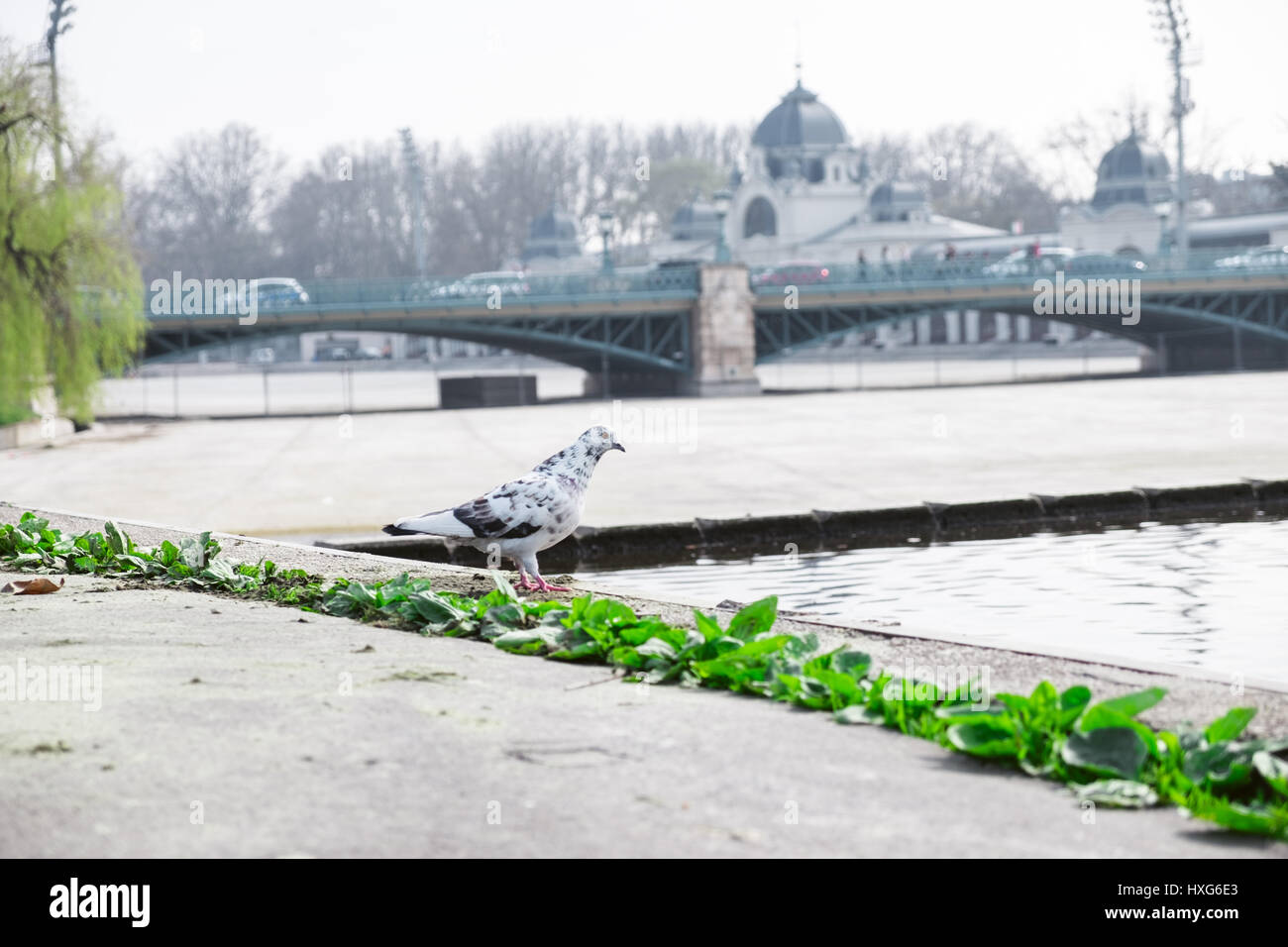 Pigeon in Budapest Stock Photo - Alamy