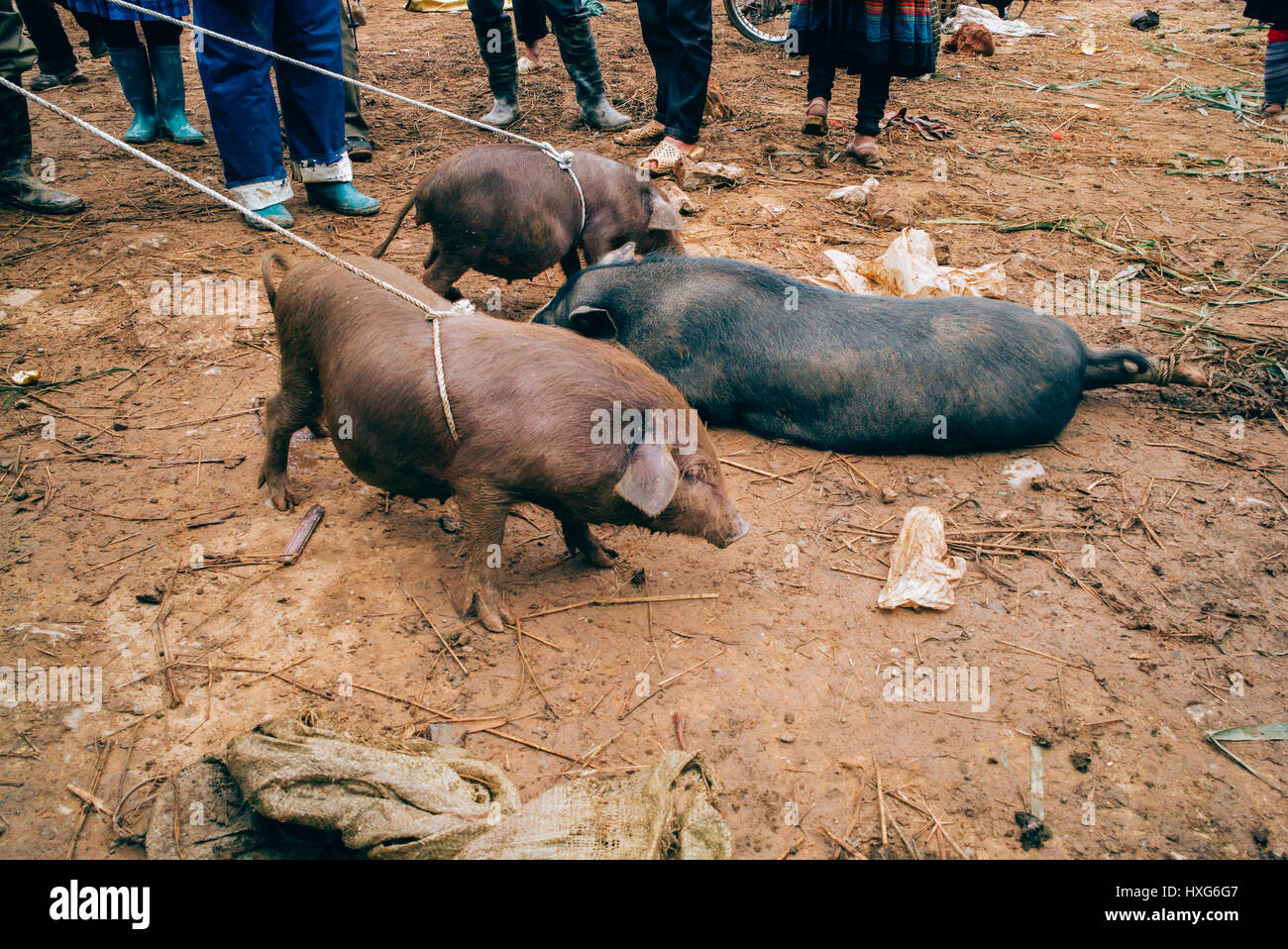 Selling pigs at the Can Cau market in Sapa, north of Vietnam Stock ...