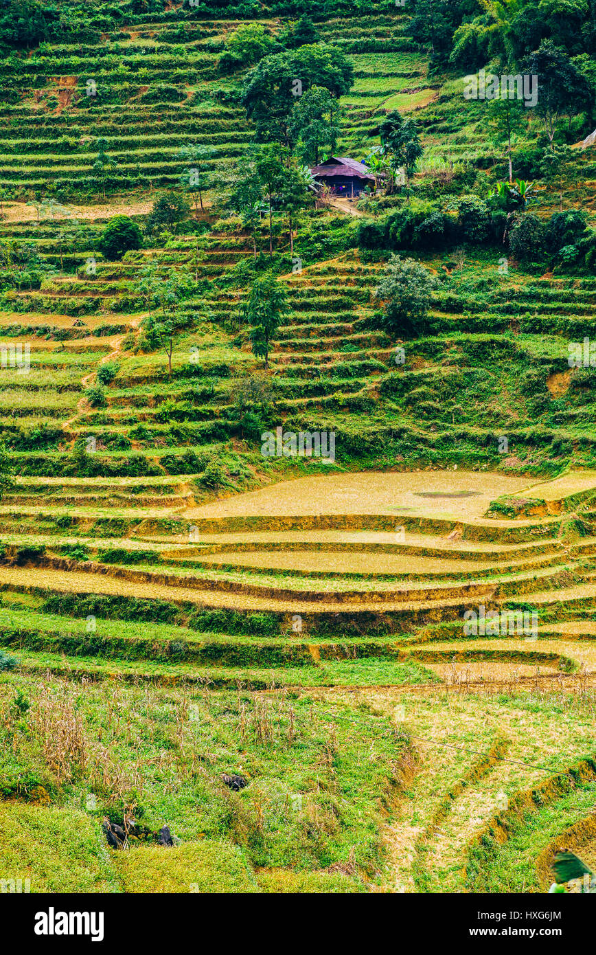 Wonderful landscapes from Sapa region in the north of Vietnam Stock ...