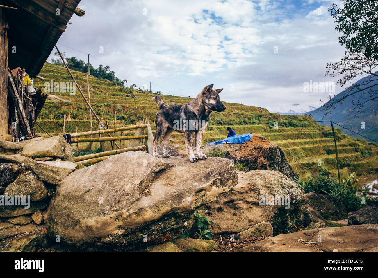 Wonderful landscapes from Sapa region in the north of Vietnam Stock ...