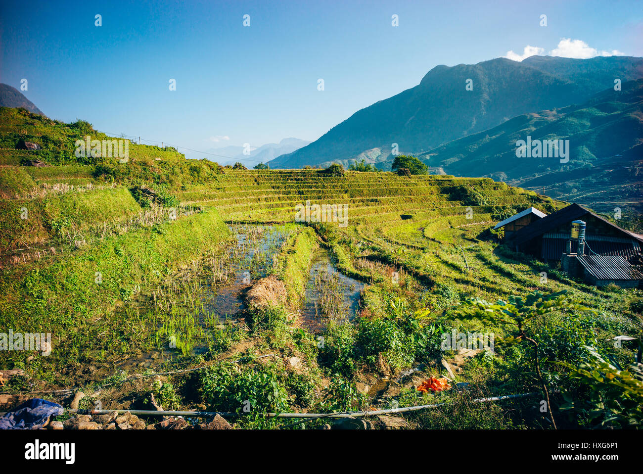Vietnamese rice paddy field with mountains hi-res stock photography and ...