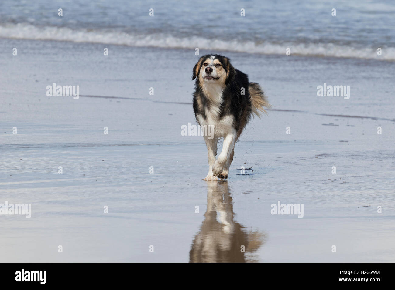 Happy black white dogs running hi-res stock photography and images - Alamy