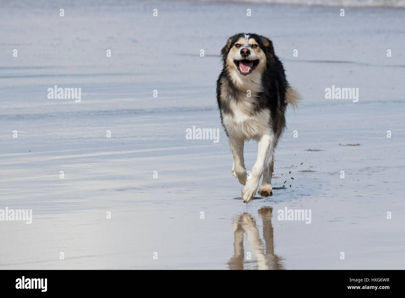 Dog with happy face running on the shore at the beach Stock Photo - Alamy