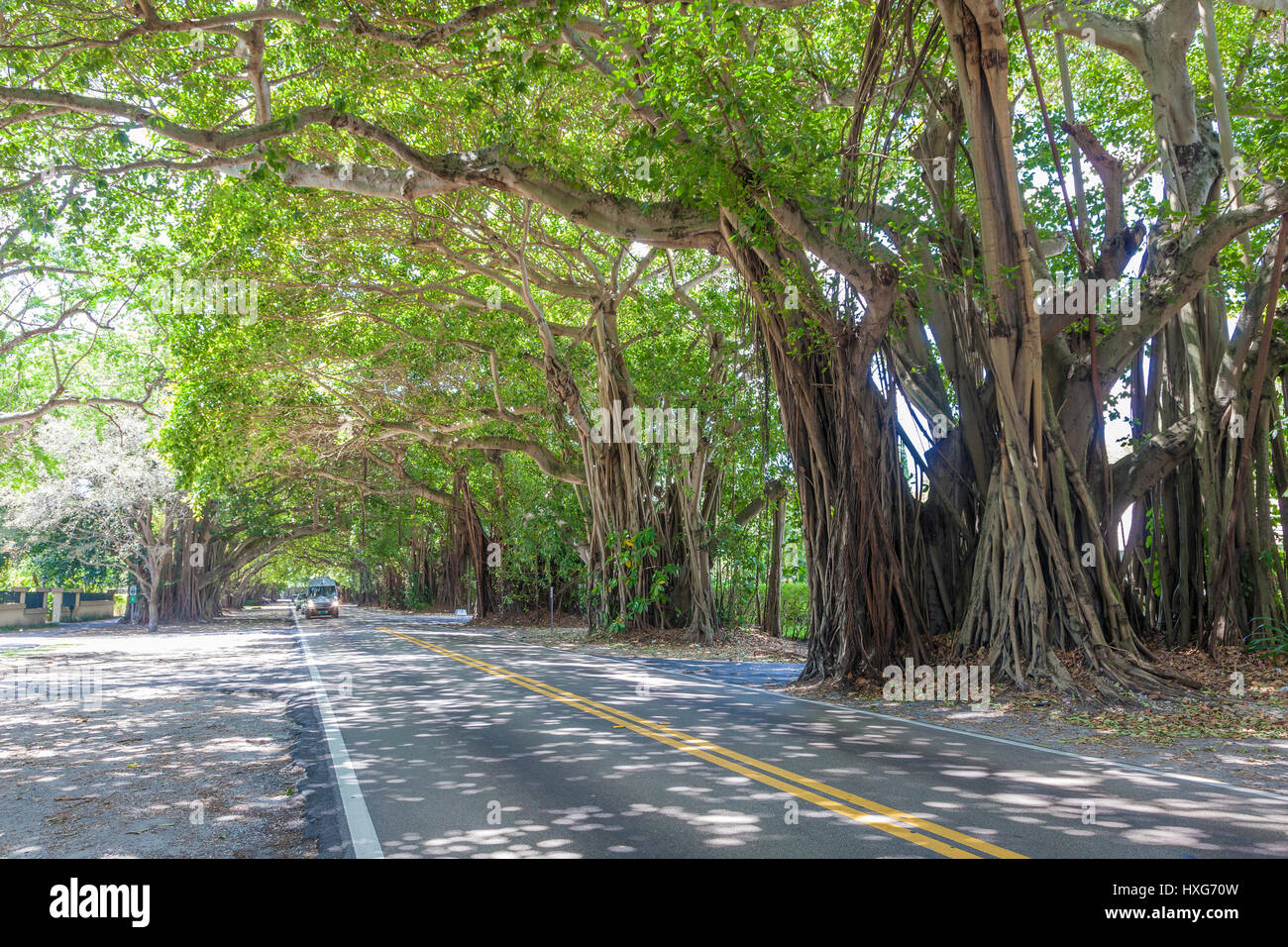 Evergreen banyan tree hi-res stock photography and images - Alamy