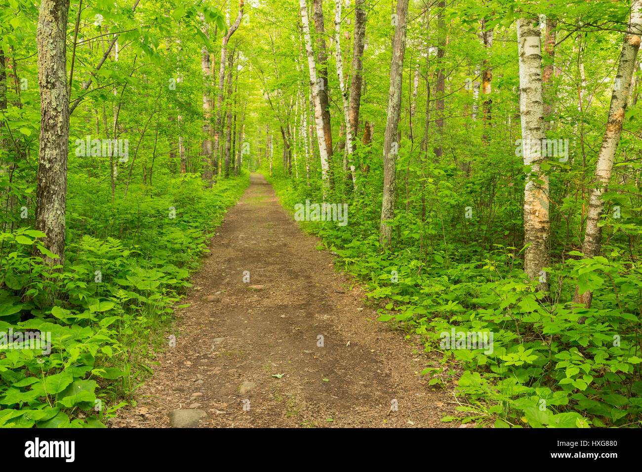 Spring landscape in woods white hi-res stock photography and images - Alamy