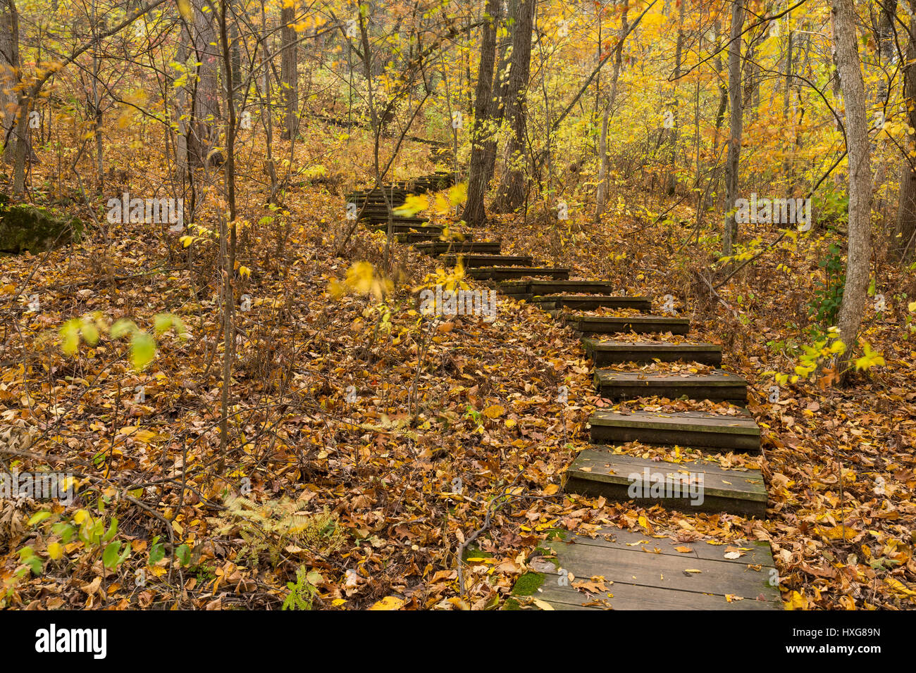 Autumn Step Trail In The Woods Stock Photo - Alamy