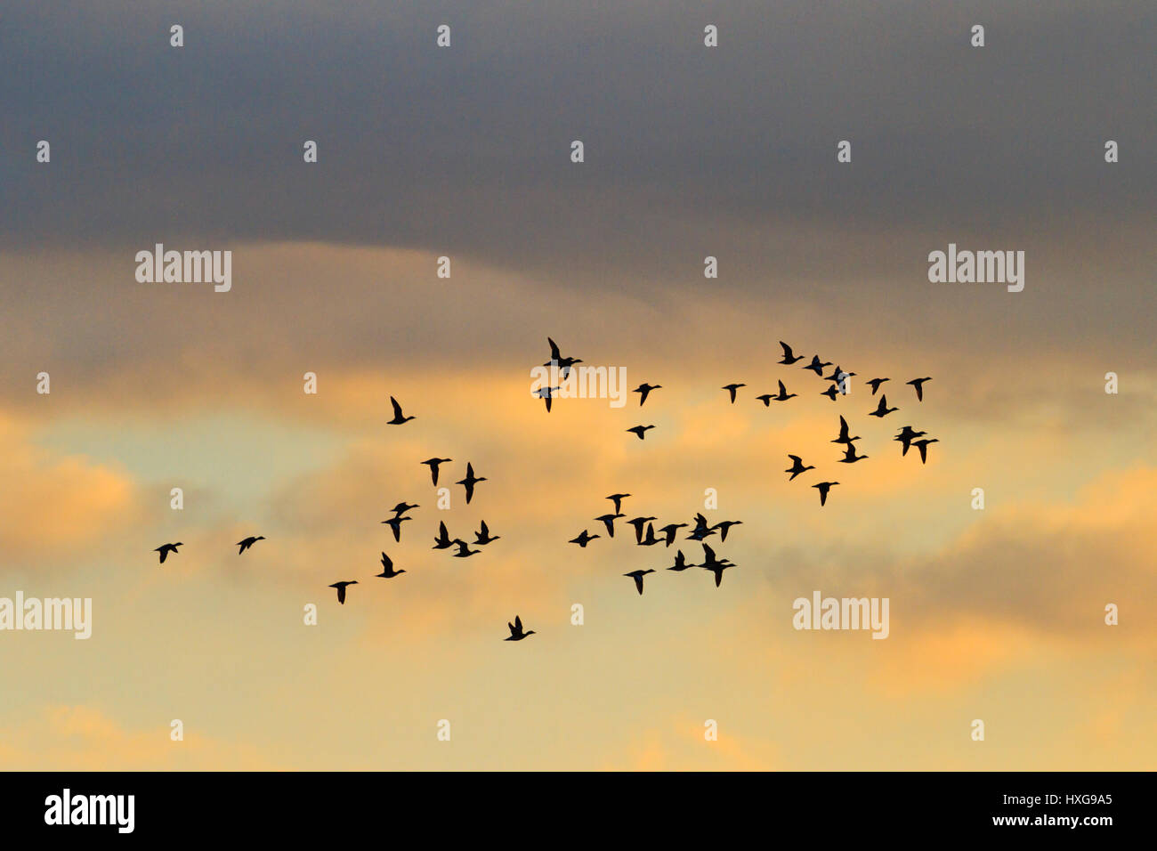 flock of wild ducks flying in the morning sky,migration, spring Stock ...