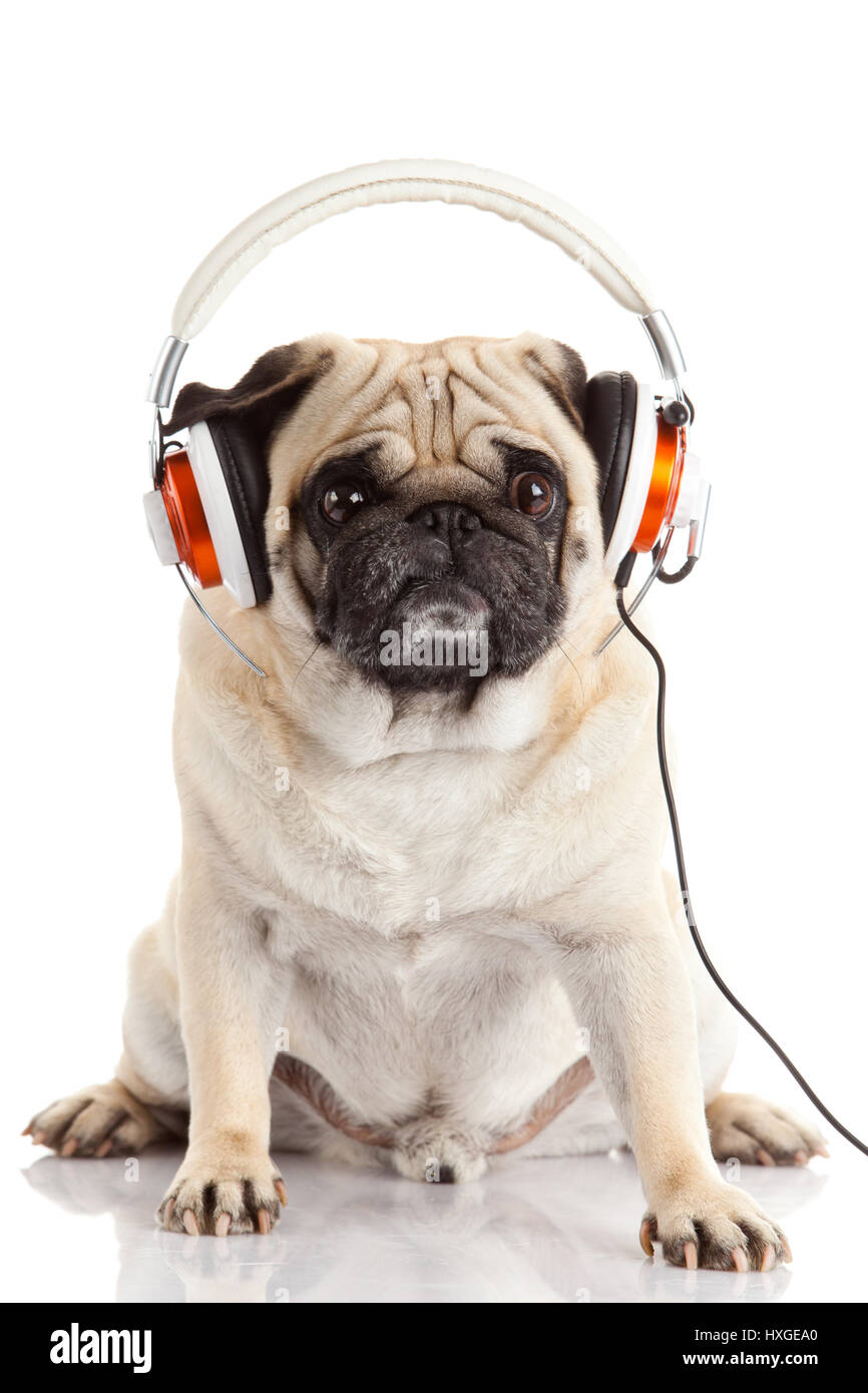 dog listening to music. Pug Dog isolated on White Background Stock ...