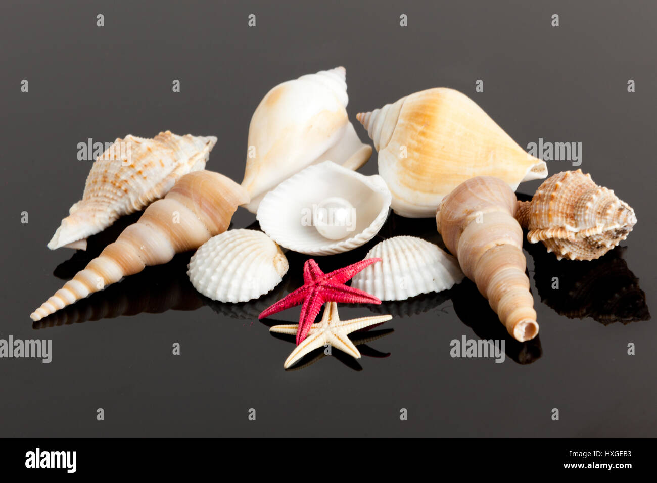 The exotic sea shell . treasure from the sea Stock Photo - Alamy