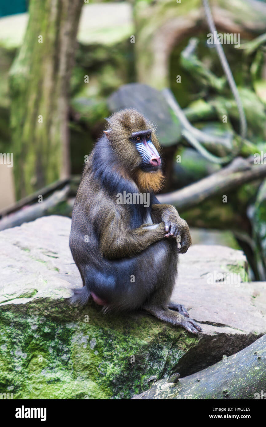 Portrait of a mandrill Stock Photo - Alamy