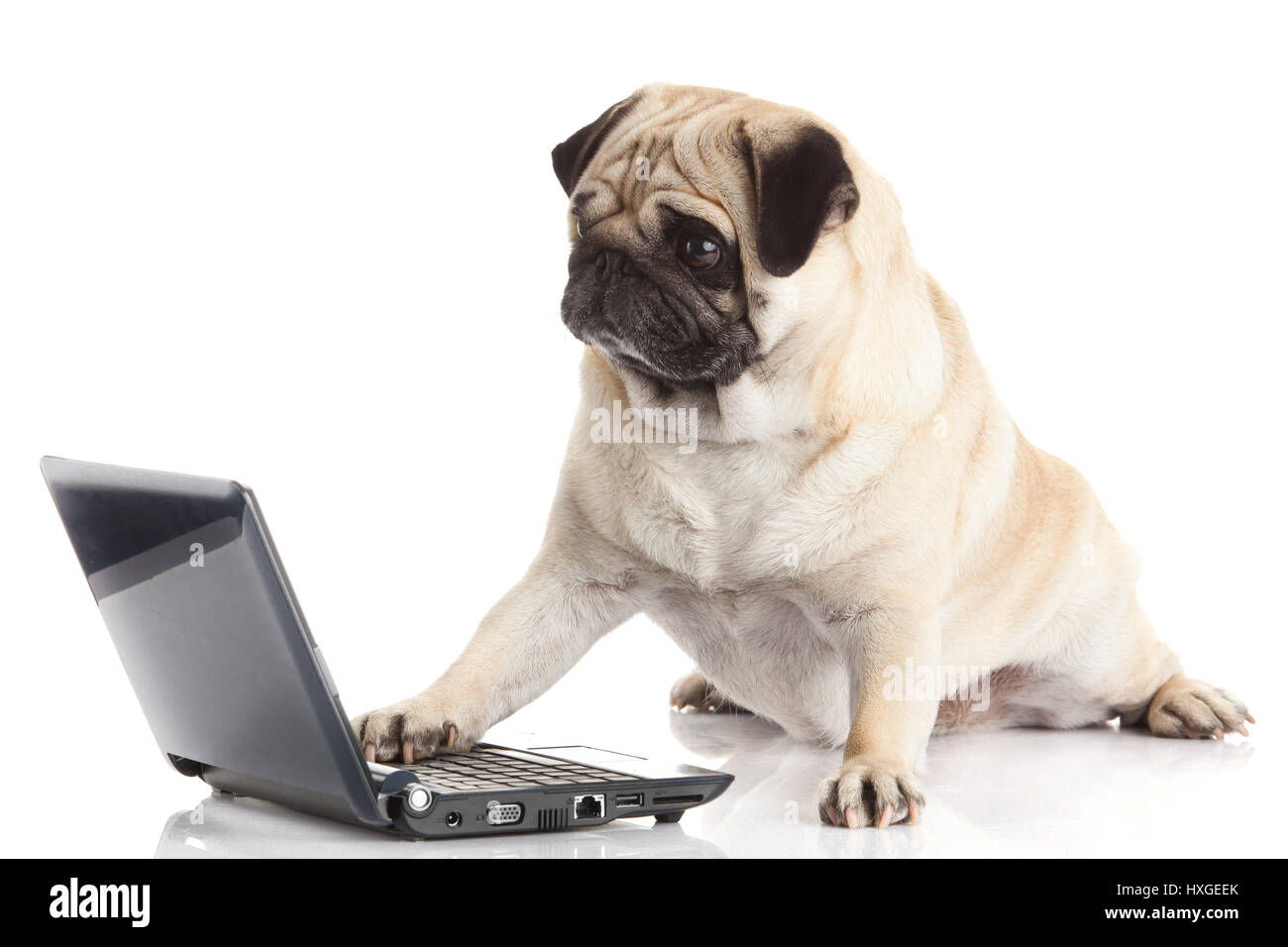 Pug Dog with laptop Stock Photo - Alamy