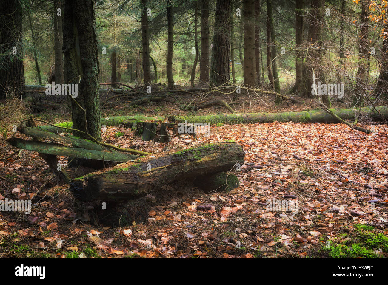An old decayed park bench in the forest Stock Photo - Alamy