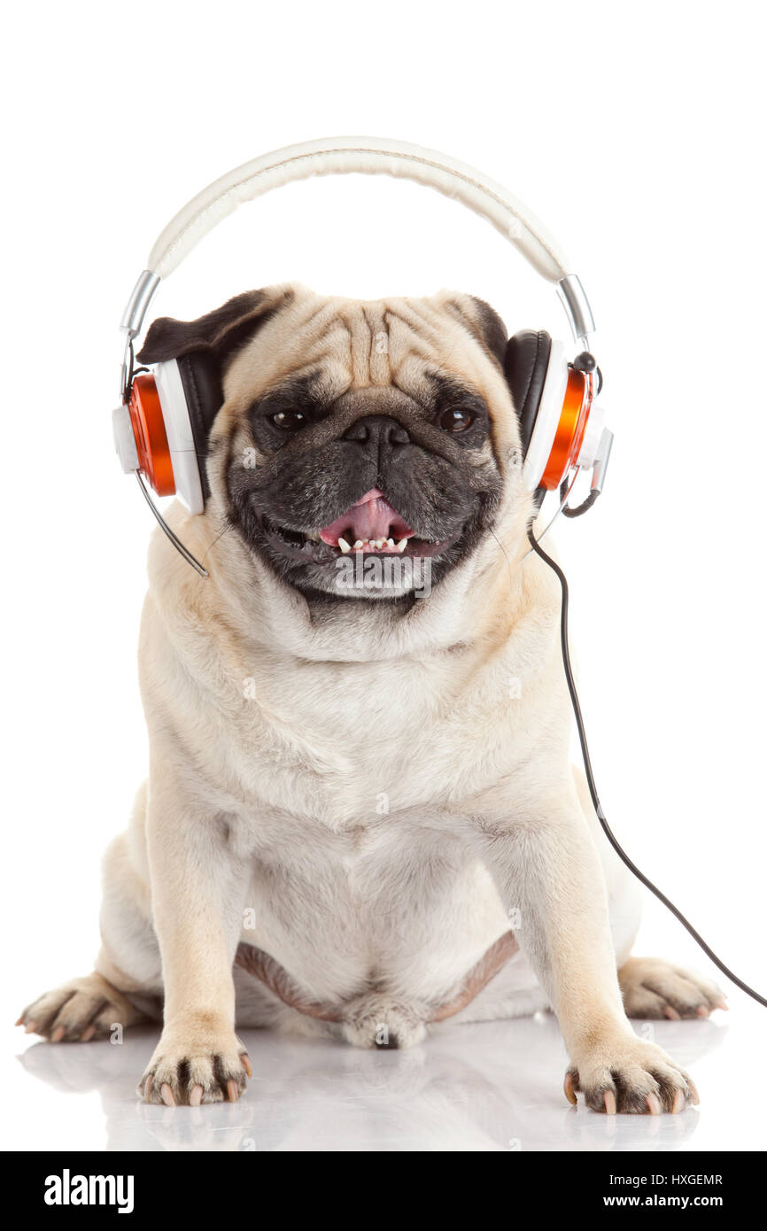 dog listening to music. Pug Dog isolated on White Background Stock ...