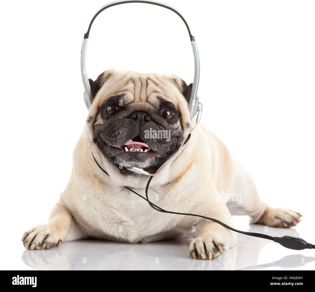 dog listening to music. Pug Dog isolated on White Background Stock ...
