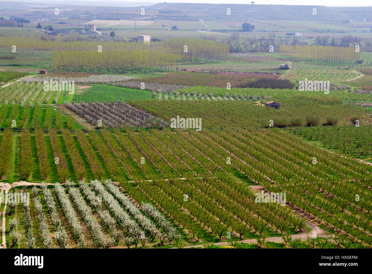 Fruit trees fields at spring, colorful agriculture Stock Photo - Alamy