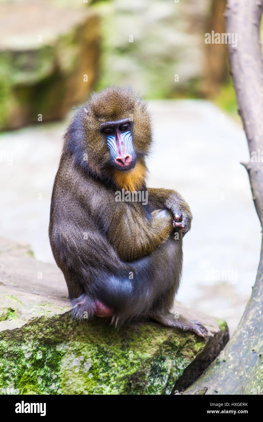 Portrait of a mandrill Stock Photo - Alamy