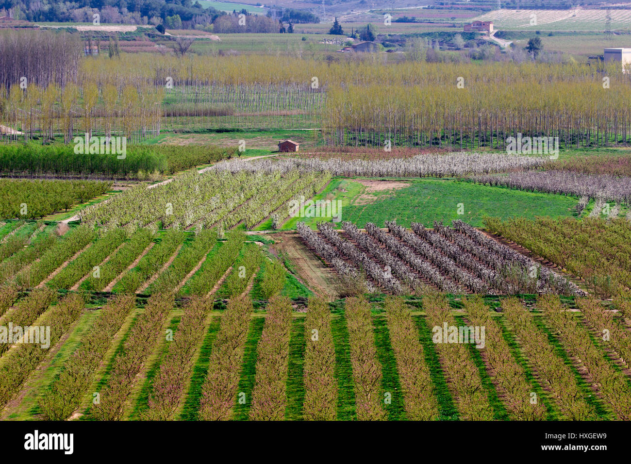 Colorful agriculture fields of fruit trees Stock Photo - Alamy