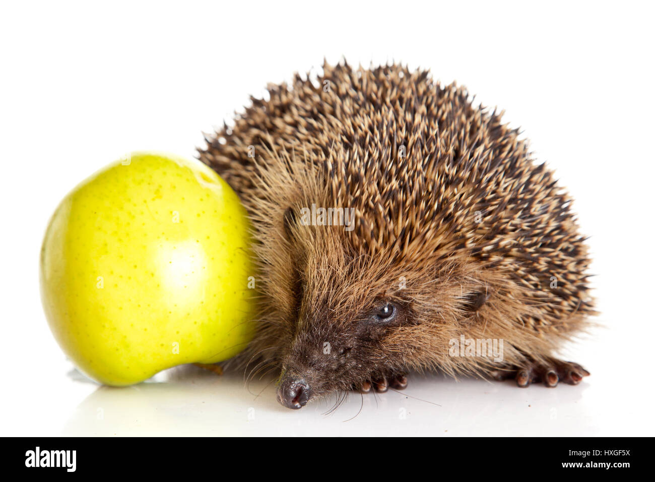 Hedgehog with apple Stock Photo - Alamy