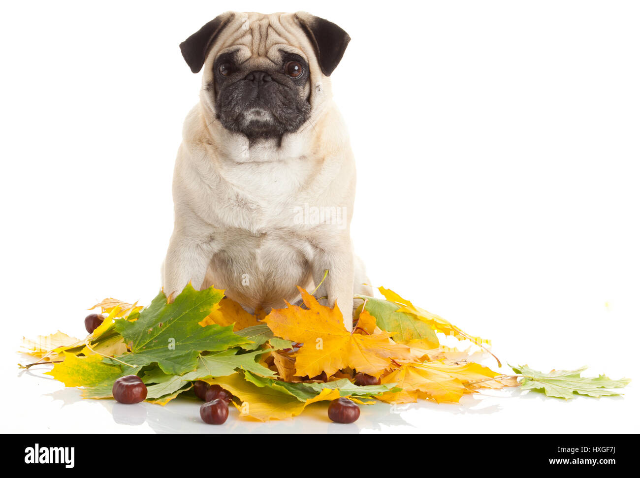 Pug Dog isolated on white background with autumn leaves Stock Photo - Alamy
