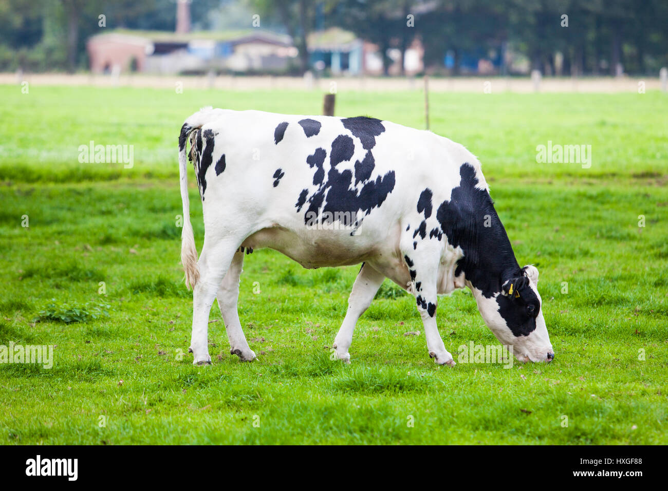 Cow green pastures hi-res stock photography and images - Alamy