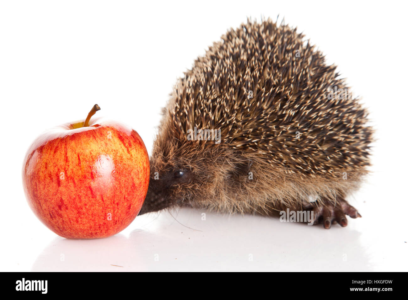 Hedgehog with apple Stock Photo - Alamy