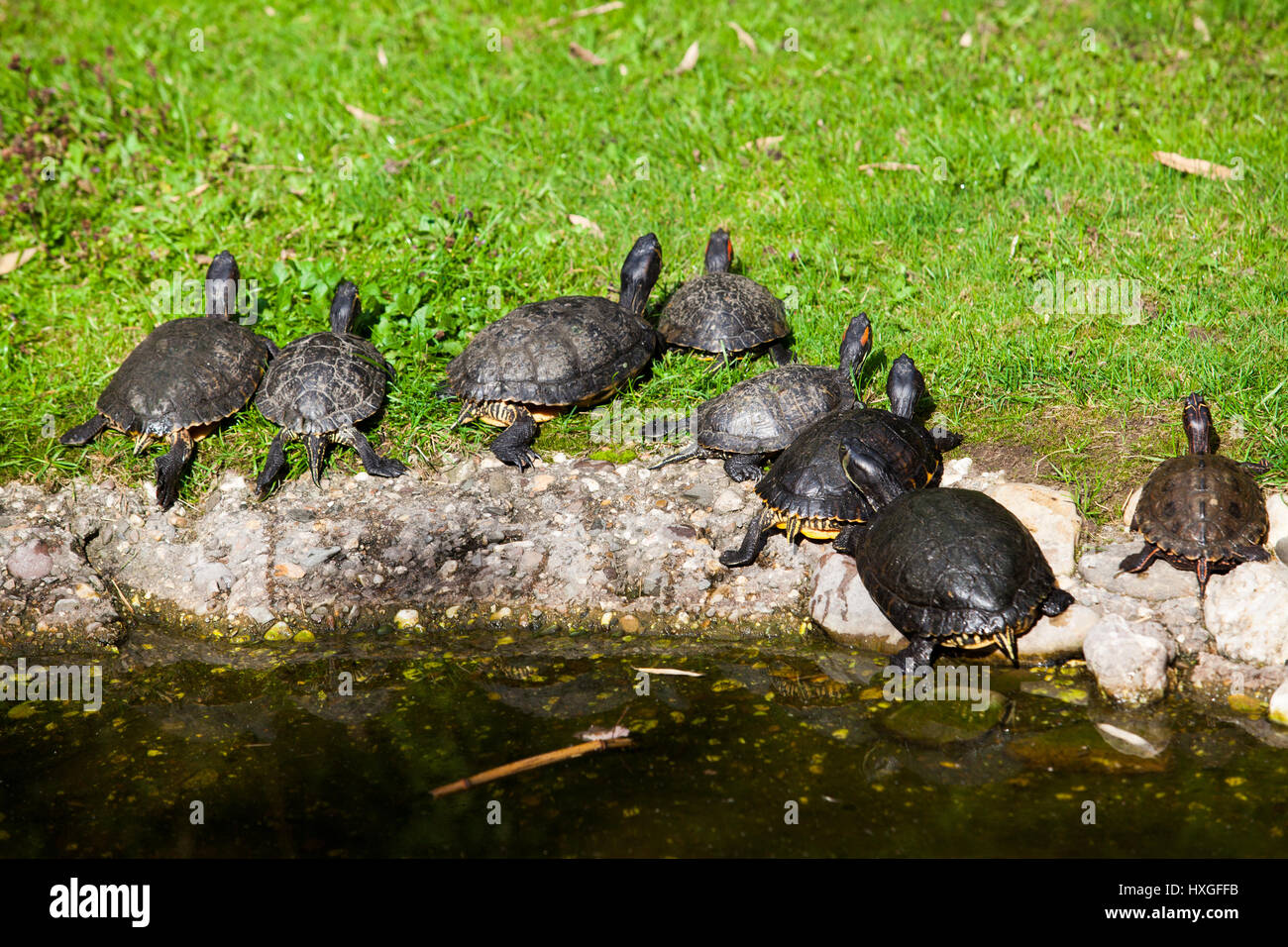 Turtles Sunning. Tortoises Doing Sunbath Stock Photo - Alamy