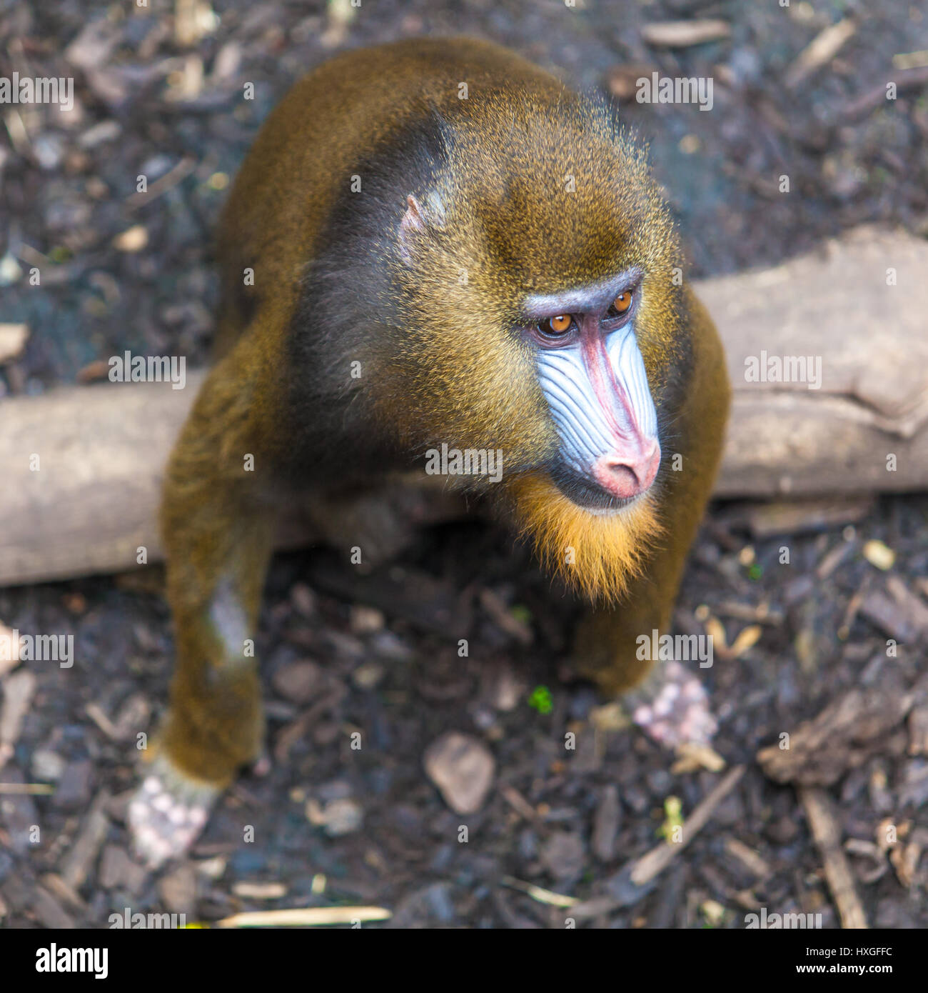 Gabon africa mandrill hi-res stock photography and images - Alamy