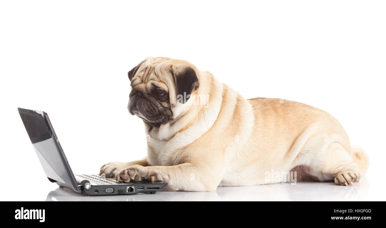 Pug Dog with laptop Stock Photo - Alamy
