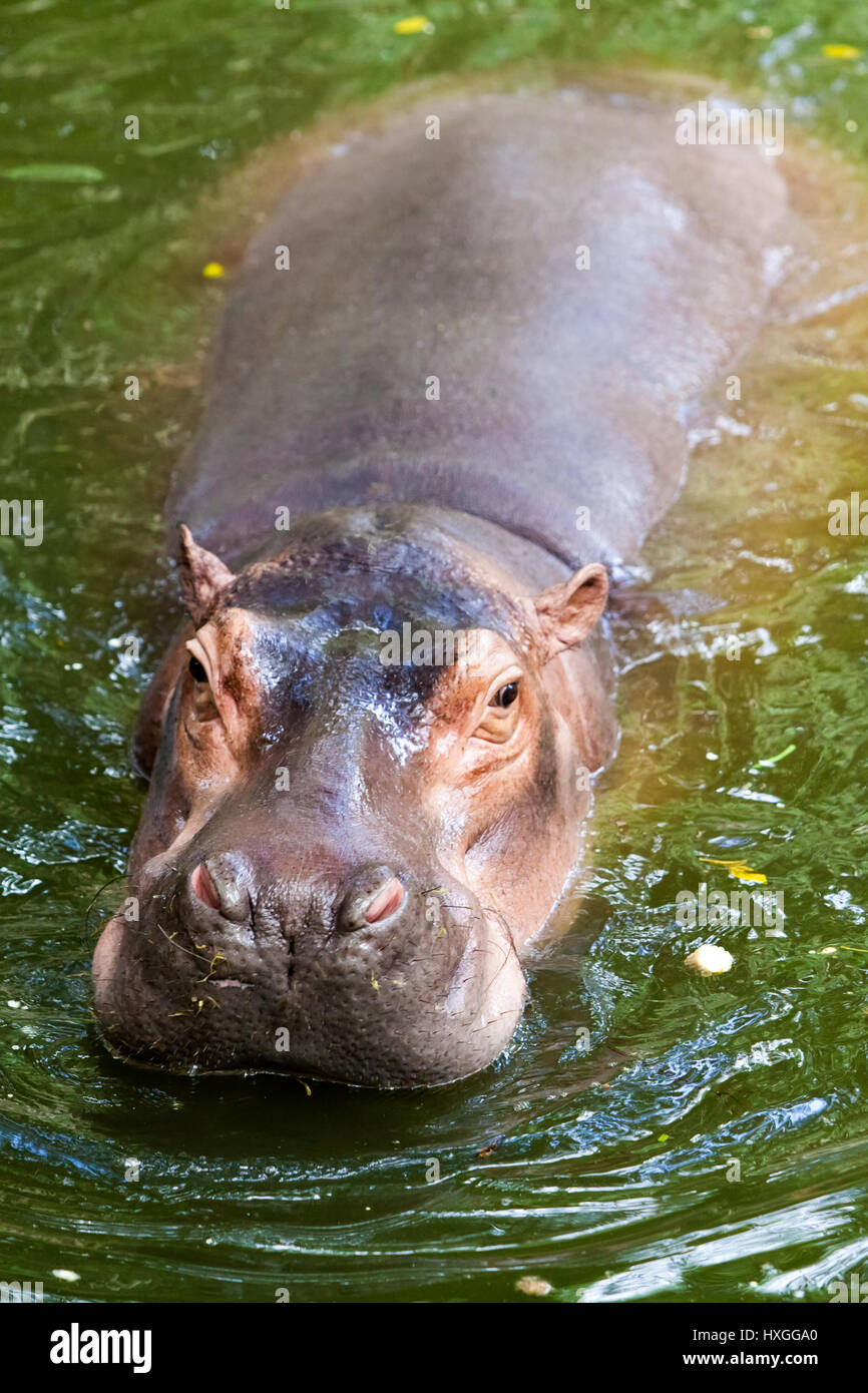 Hippo breeding zoo hi-res stock photography and images - Alamy