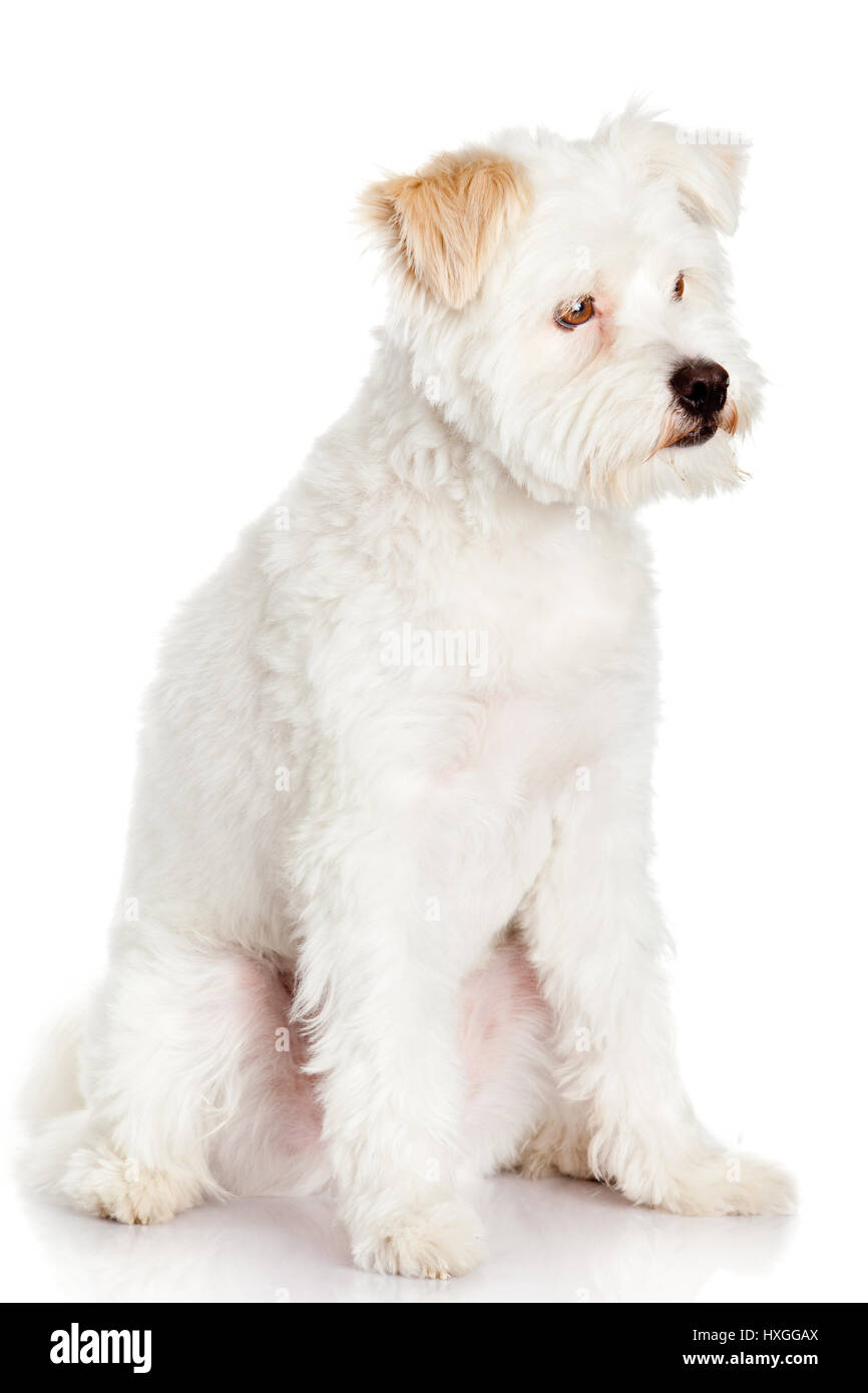 White dog on white background Stock Photo - Alamy