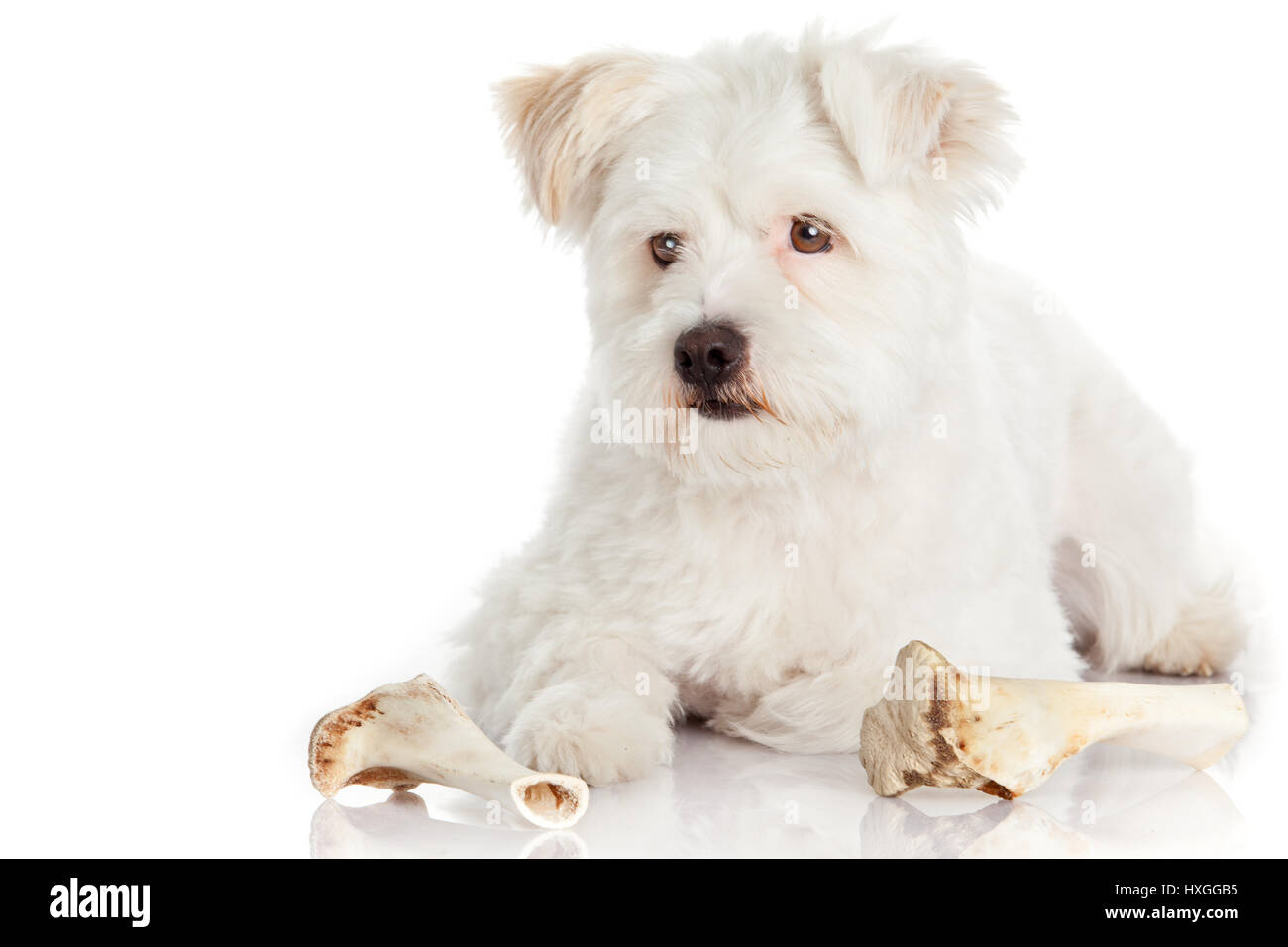 dog with bone isolated on white background Stock Photo - Alamy