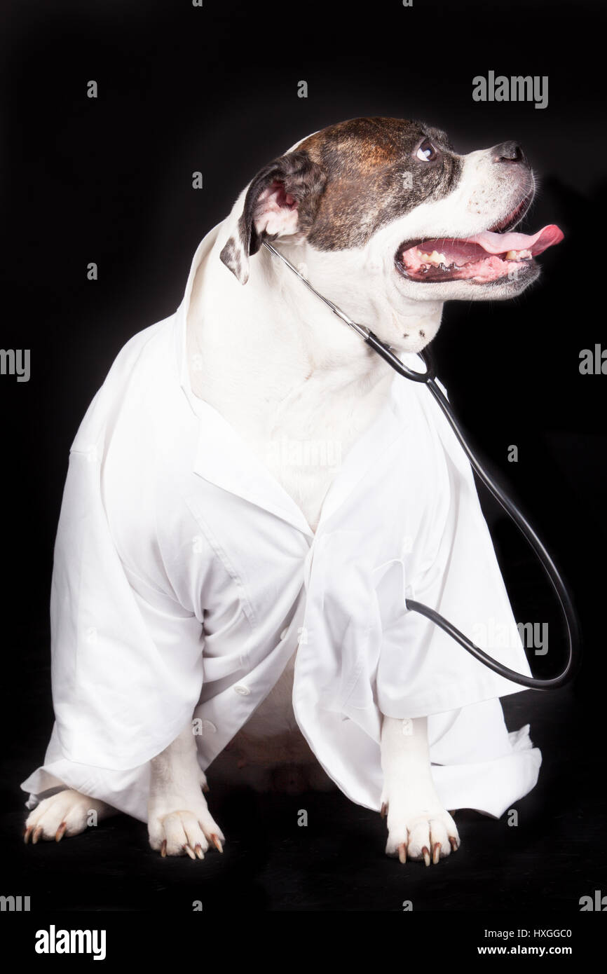 American Bulldog. dog dressed in a doctor coat and wearing a ...