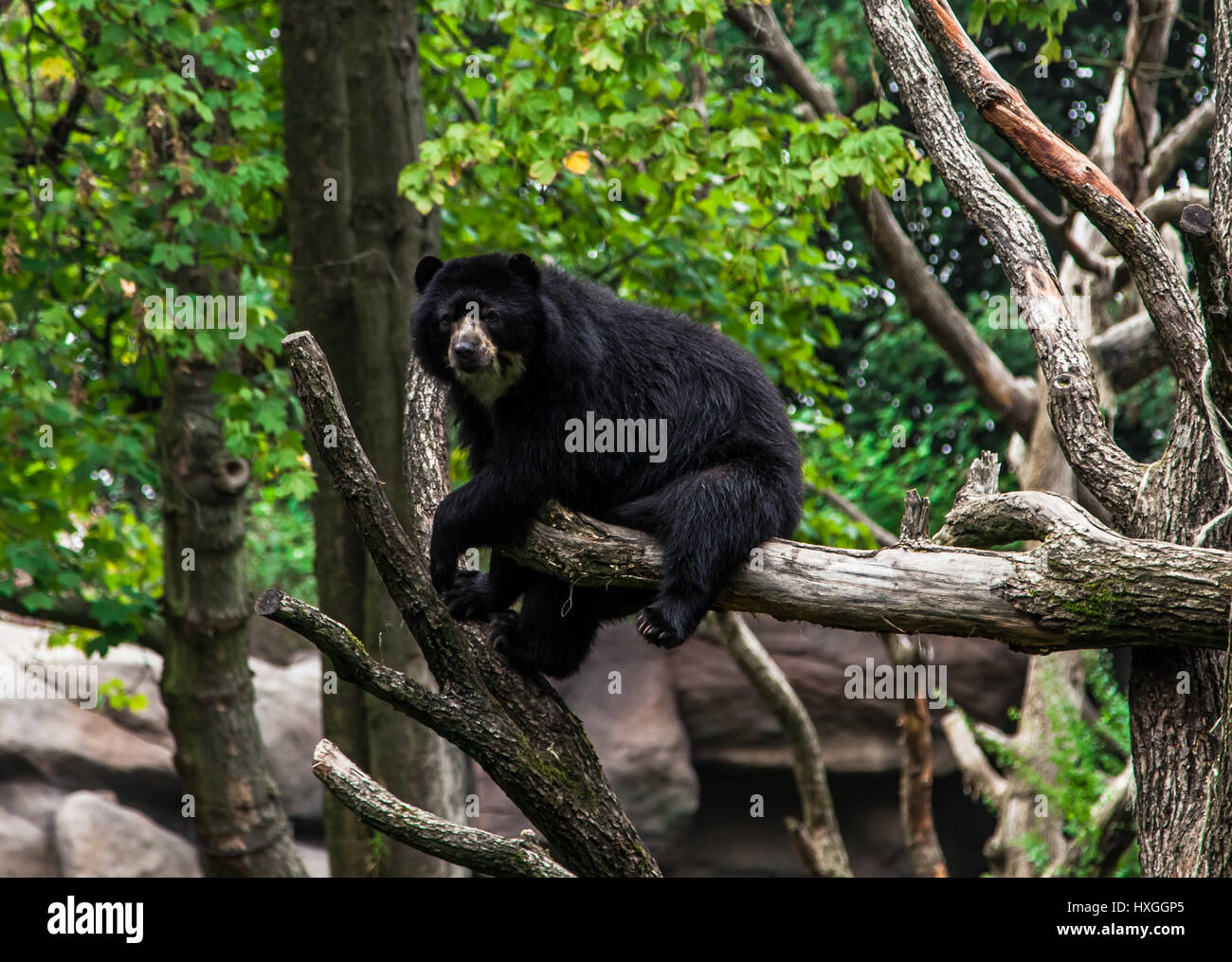 Tired bear cub hi-res stock photography and images - Alamy