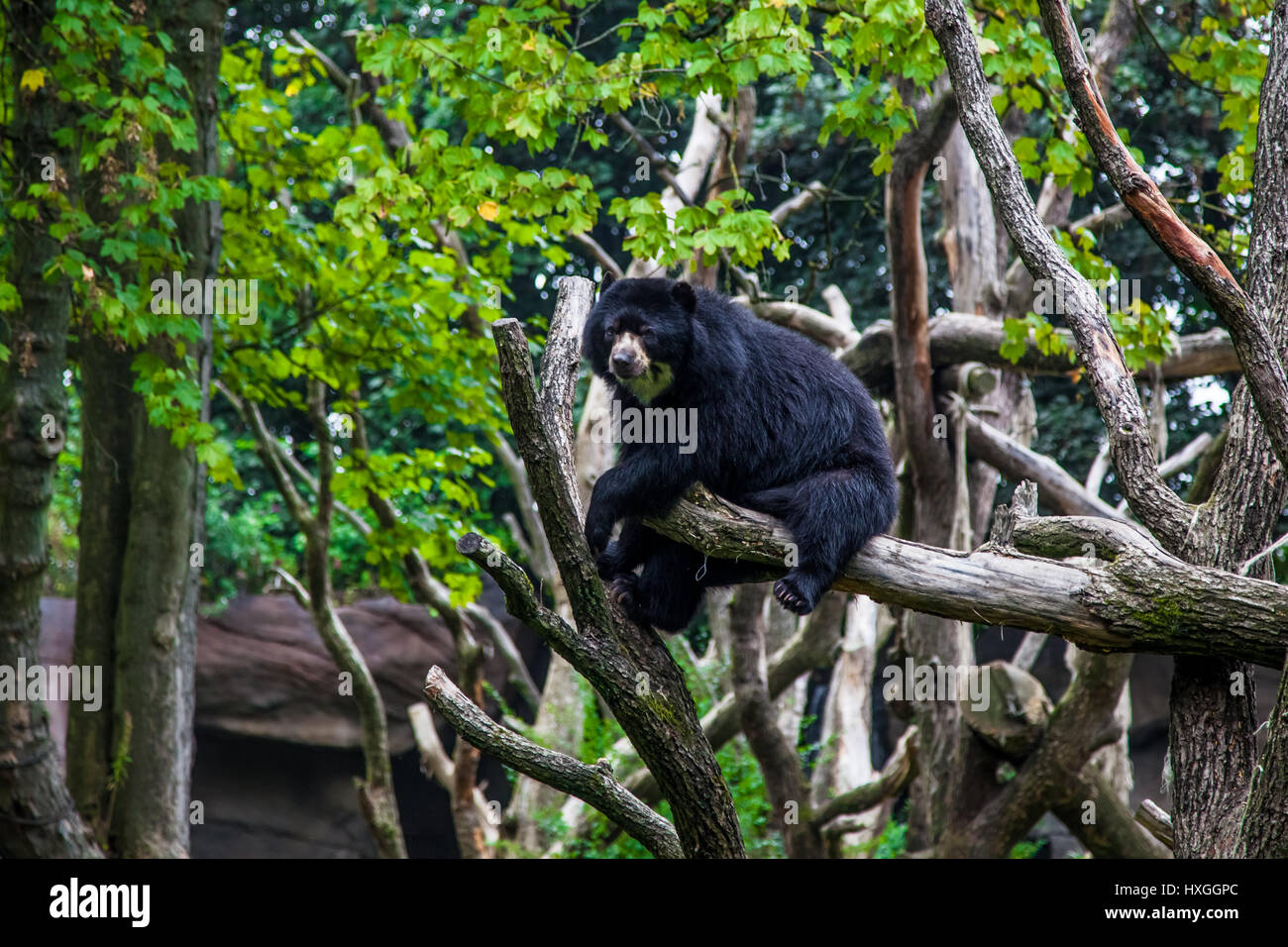 Tired bear cub hi-res stock photography and images - Alamy
