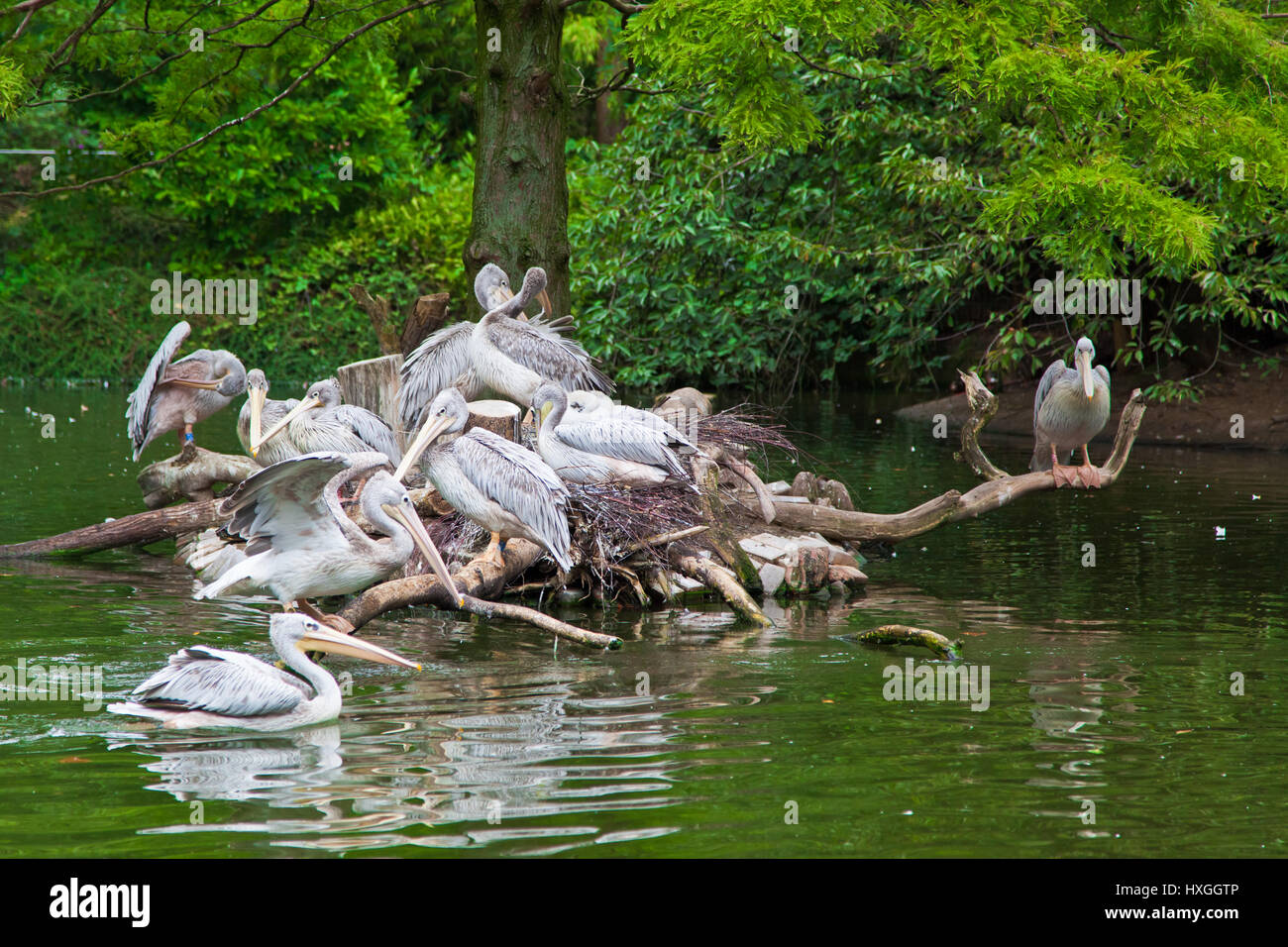 Pelican with twig hi-res stock photography and images - Alamy