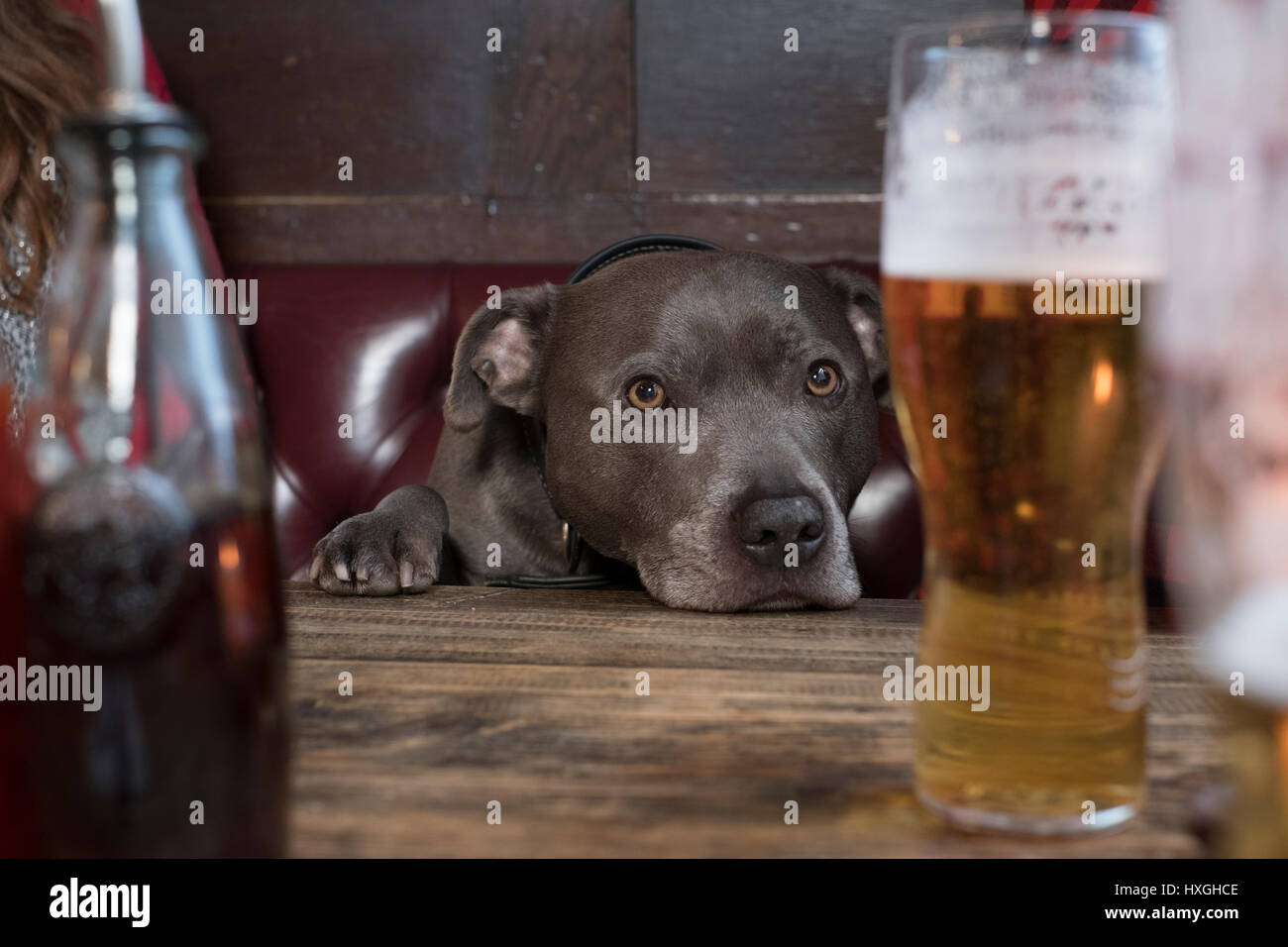Dog at the table between glasses Stock Photo - Alamy