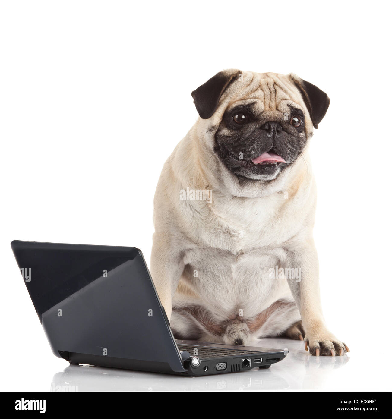 Pug Dog with laptop Stock Photo - Alamy
