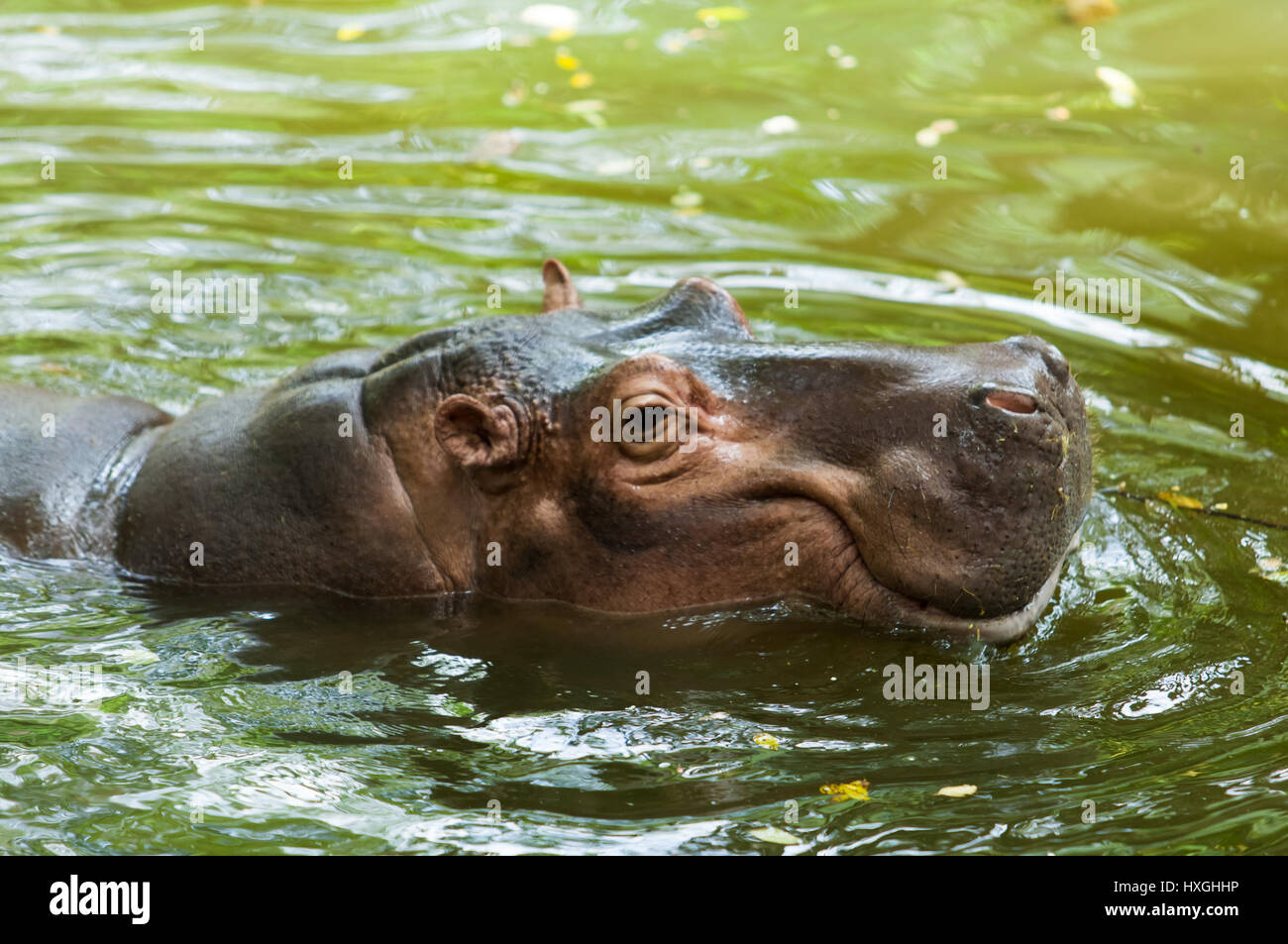 Hippo breeding zoo hi-res stock photography and images - Alamy