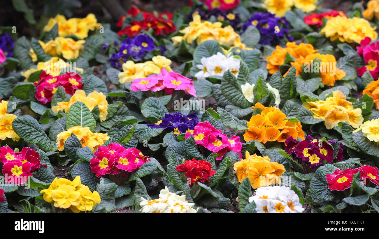 Assorted color spring flowers and green leaves background Stock Photo ...